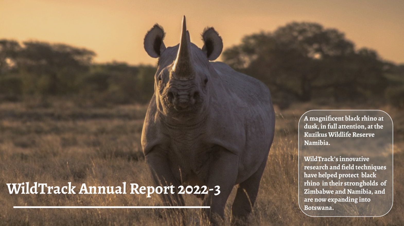 WildTrack Annual Report 2022-3 now out - WildTrack
